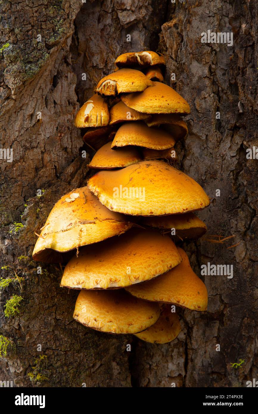 Magone lake hi-res stock photography and images - Alamy