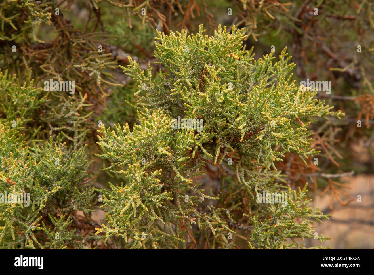 Western juniper (Juniperus occidentalis) foliage, Whychus Canyon ...
