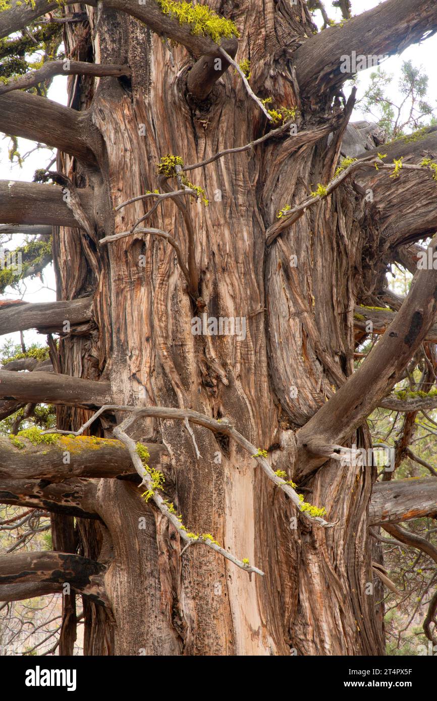 Western juniper (Juniperus occidentalis), Whychus Canyon Preserve ...