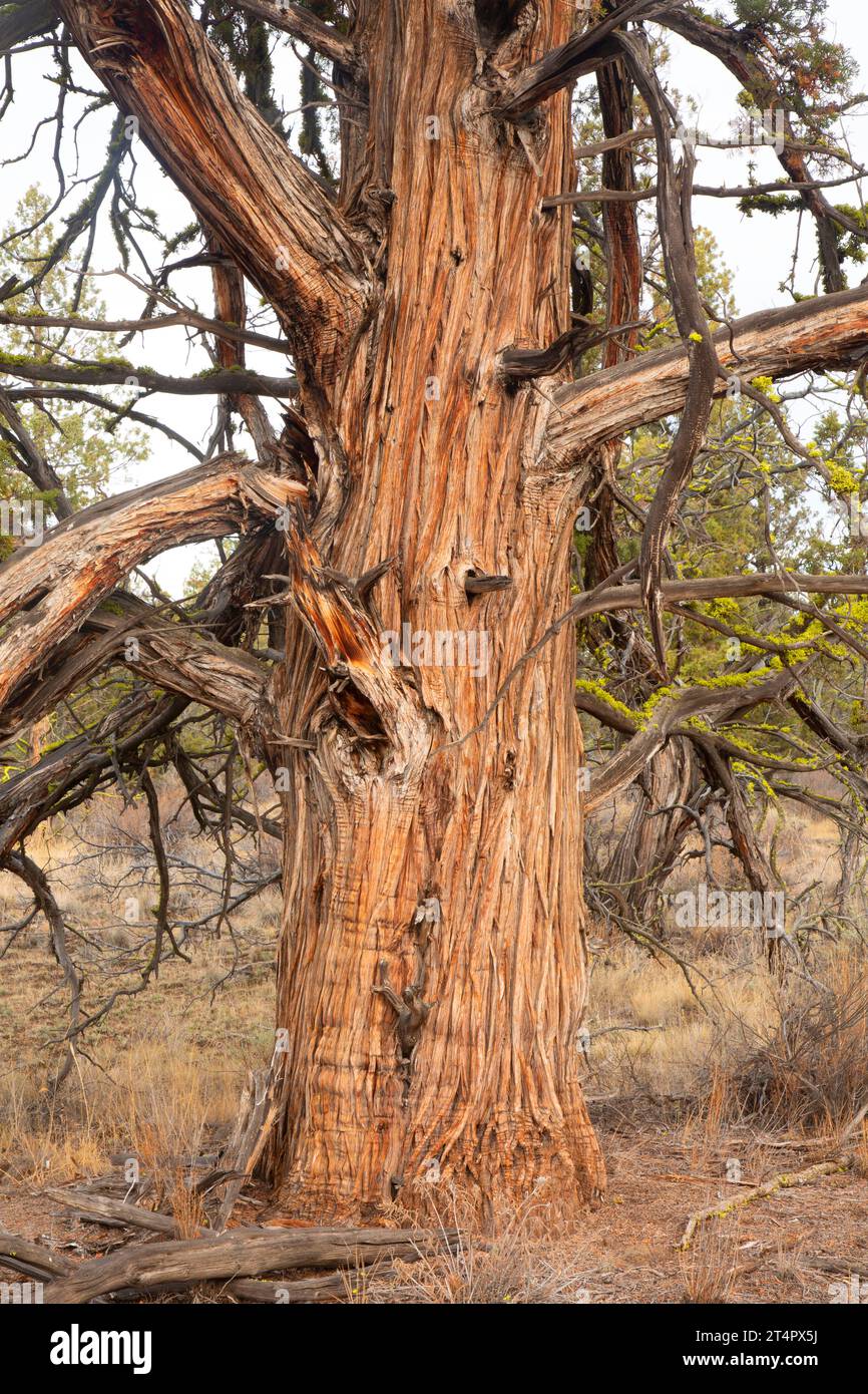 Western juniper (Juniperus occidentalis), Whychus Canyon Preserve ...