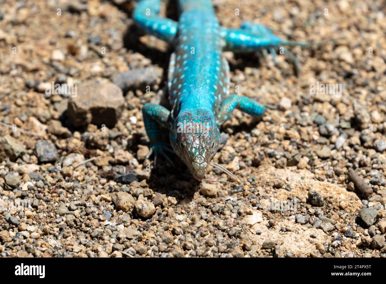 Aruba Whiptail Lizard (Cnemidophorus arubensis), standing on rocks and ...