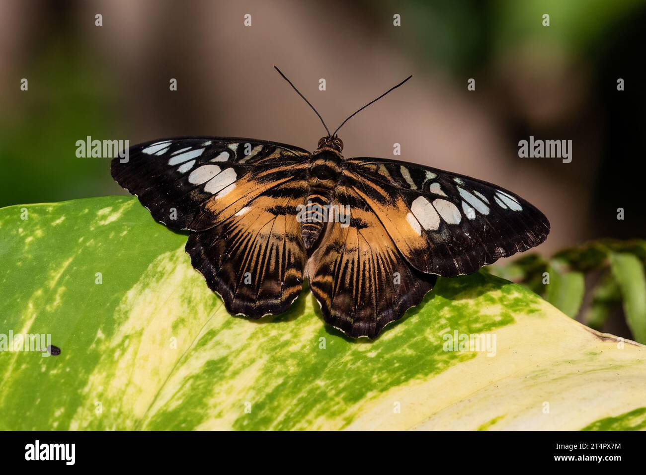 Asian Clipper butterfly (Parthenos sylvia), resting on leaf. Wings open ...