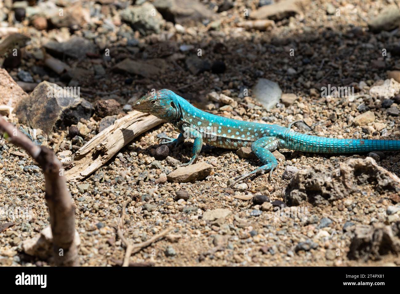Aruba whiptail lizard hi-res stock photography and images - Alamy