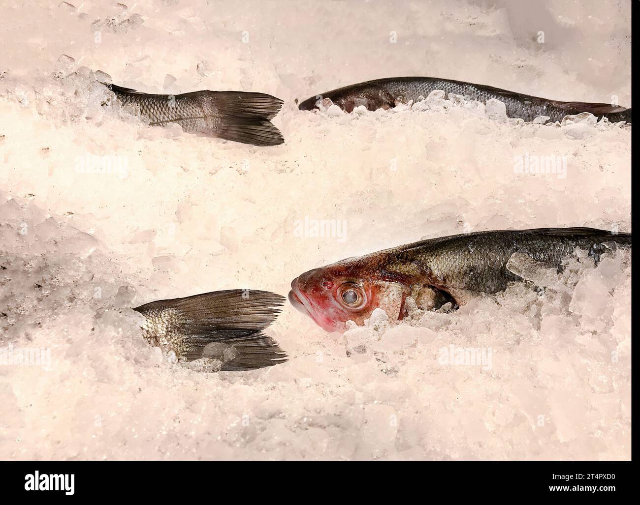 Four Fresh fish on ice Stock Photo - Alamy