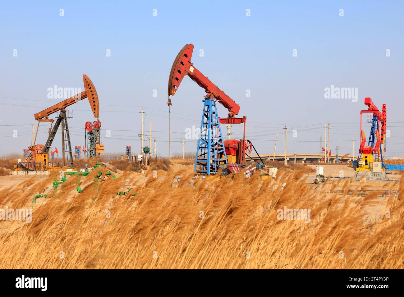 Pumping unit and reed under blue sky in oilfield Stock Photo - Alamy