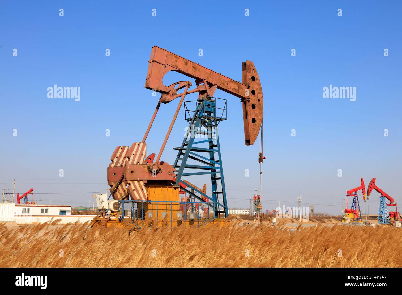Pumping unit and reed under blue sky in oilfield Stock Photo - Alamy