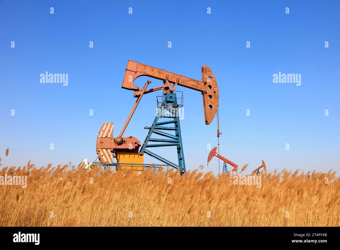 Pumping unit and reed under blue sky in oilfield Stock Photo - Alamy