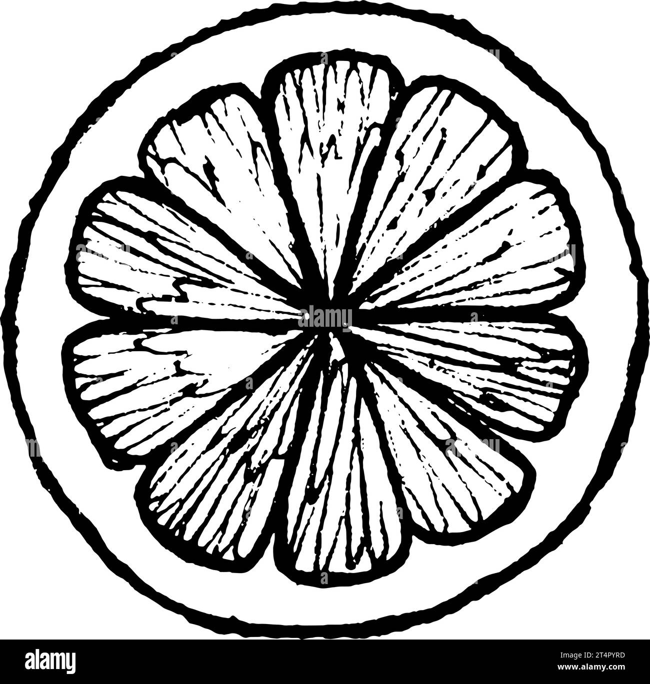 hand drawn vector illustration lemon. Black and white sketch of a lemon ...