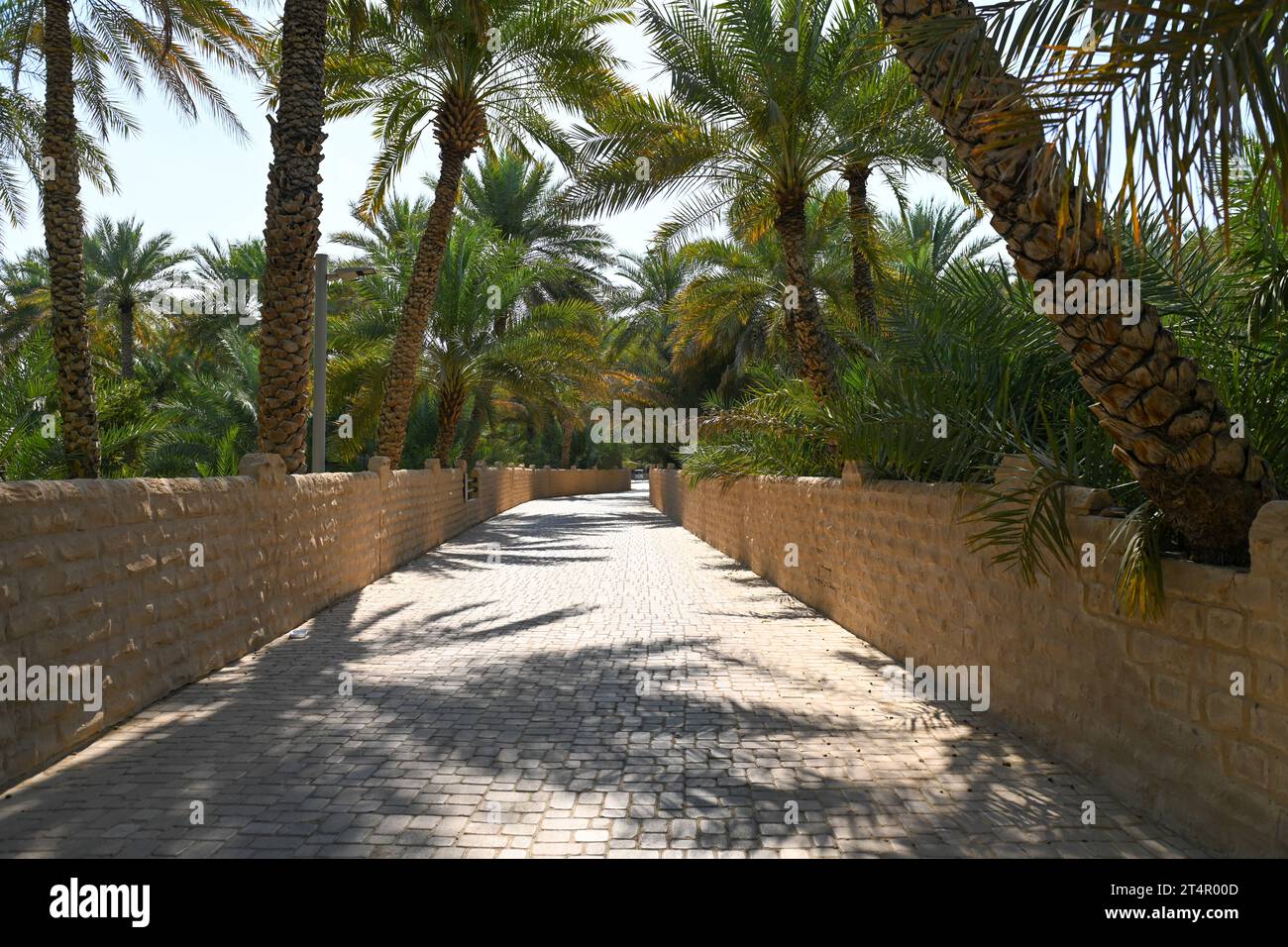 Walk way in the Middle of Al ain Oasis Dates Farm Stock Photo - Alamy