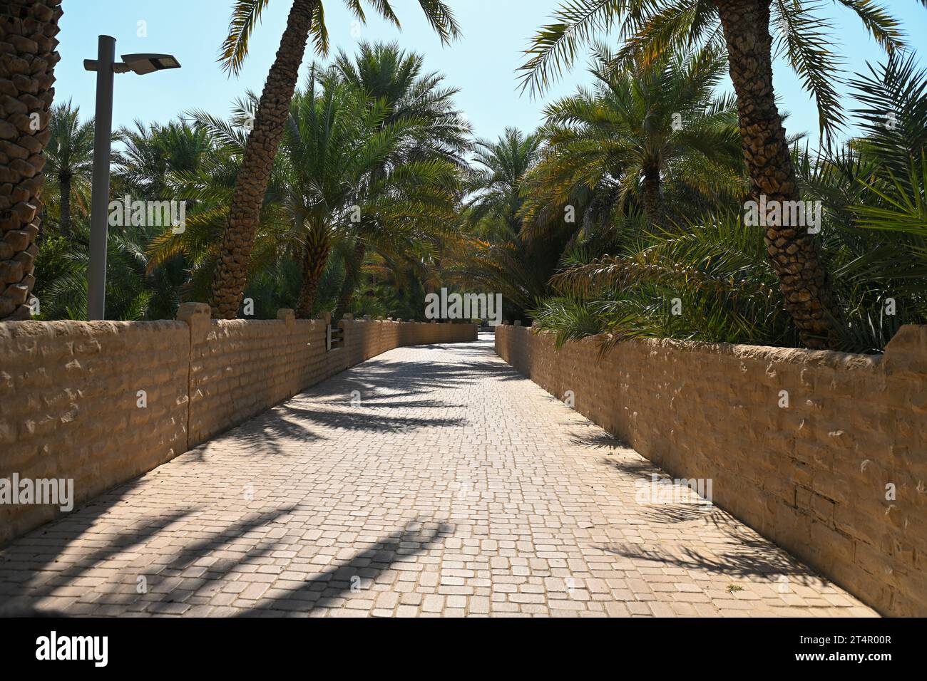 Walk way in the Middle of Al ain Oasis Dates Farm Stock Photo - Alamy