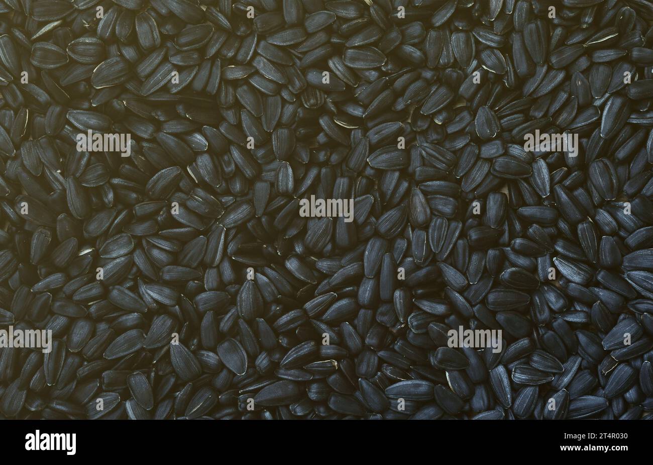 A pattern of many unprocessed fried sunflower seeds in a black shell ...