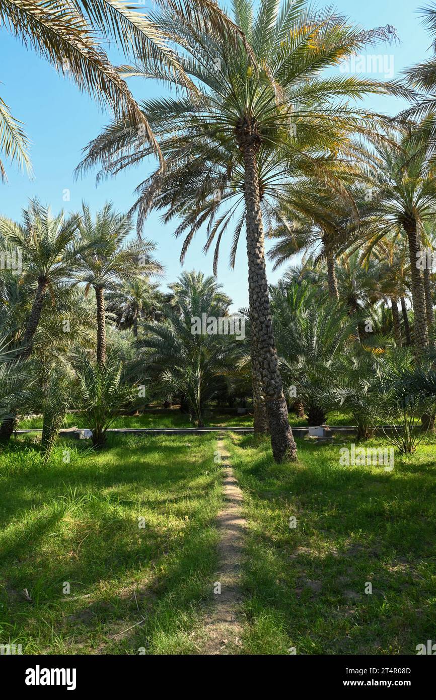 Oasis ai hi-res stock photography and images - Alamy