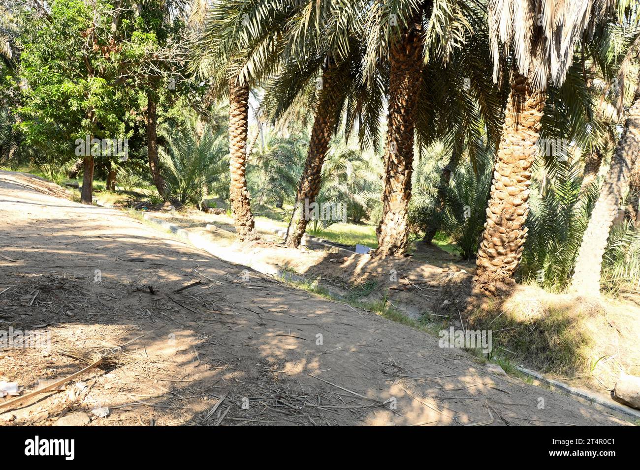 Saudi arabia date palm farm hi-res stock photography and images - Alamy