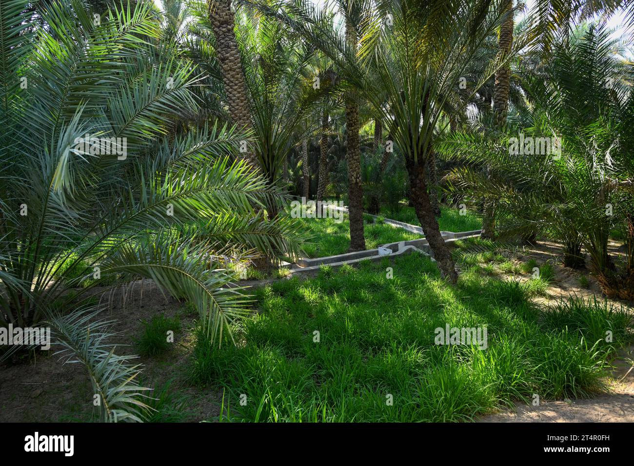 Saudi arabia date palm farm hi-res stock photography and images - Alamy