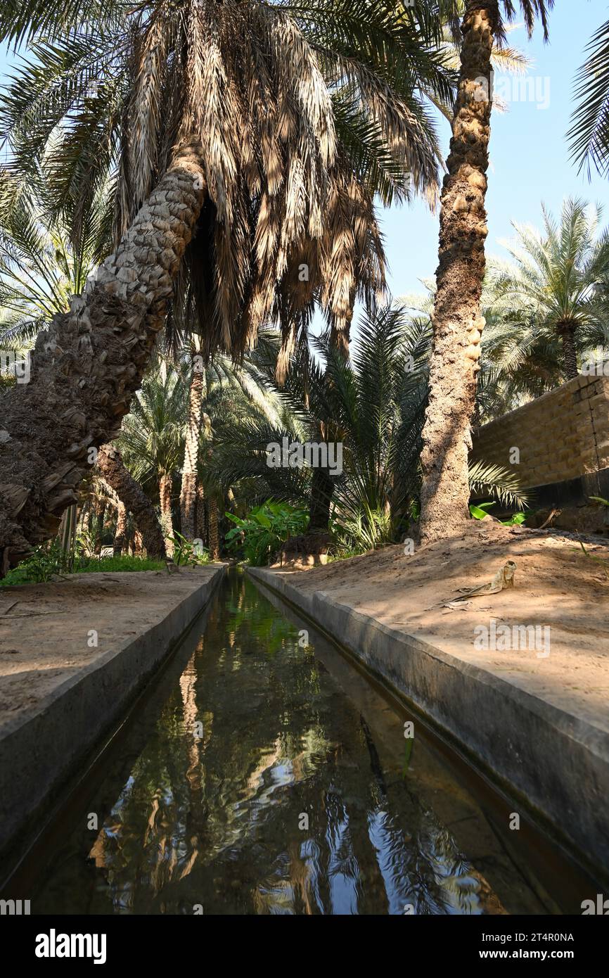 Irrigation Canal inside Alain Dates Farm in Abu Dhabi Stock Photo - Alamy
