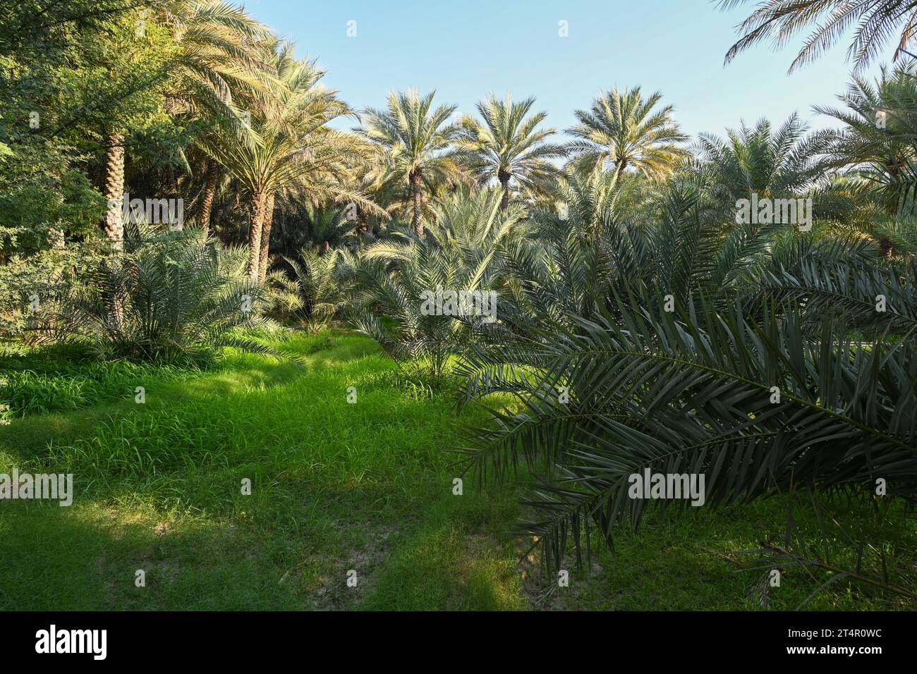 Beautiful View of Al ain Oasis Dates Farm Stock Photo - Alamy