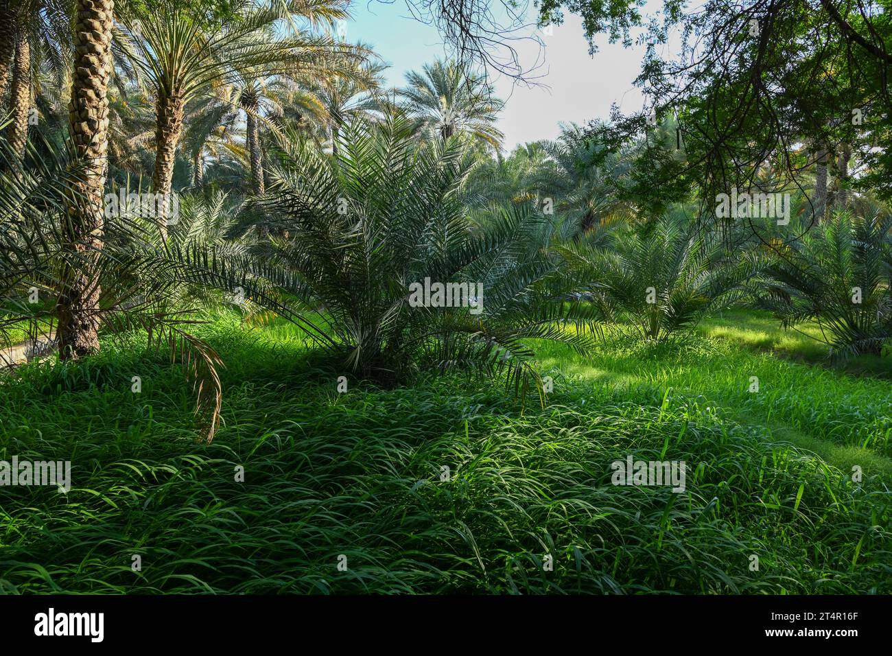 Saudi arabia date palm farm hi-res stock photography and images - Alamy