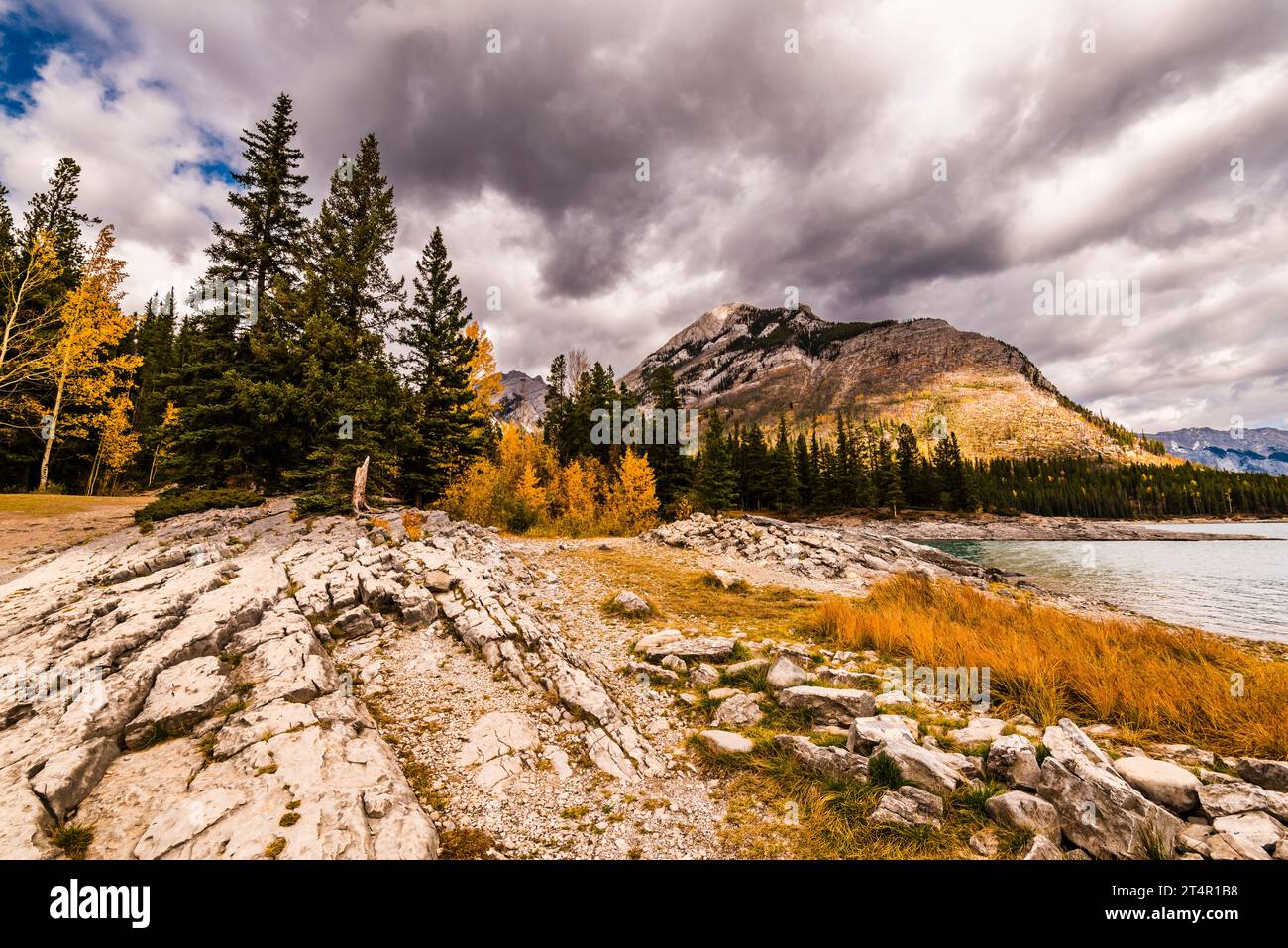 Evergreen trees bushes fall hi-res stock photography and images - Alamy