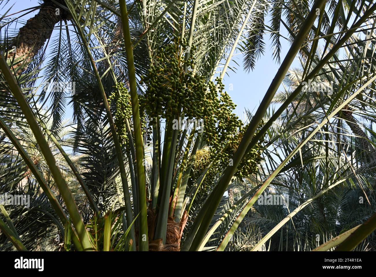 Beautiful View of Al ain Oasis Dates Farm Stock Photo - Alamy