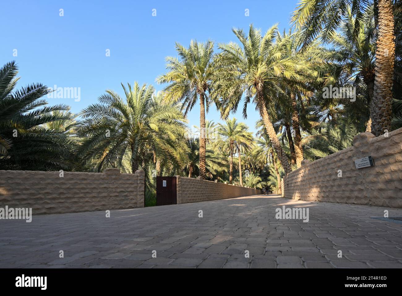 Walk way in the Middle of Al ain Oasis Dates Farm Stock Photo - Alamy