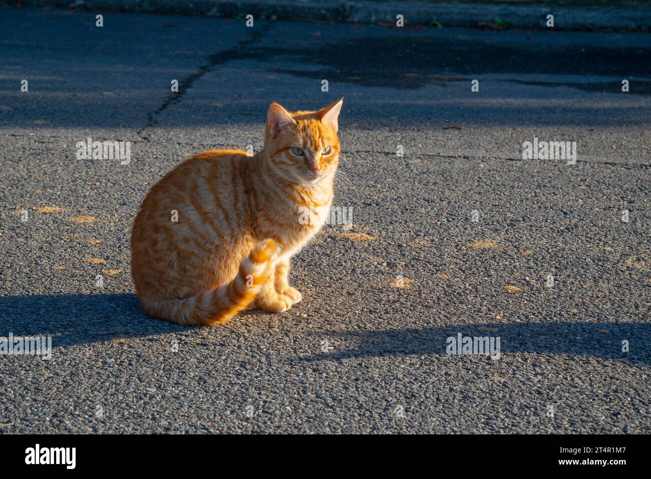 Orange tabby cat sitting Stock Photo - Alamy