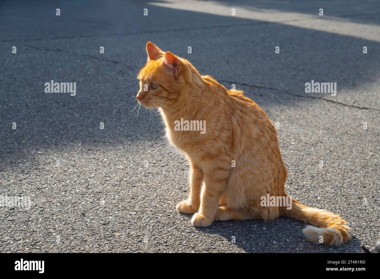 Orange tabby cat sitting Stock Photo - Alamy