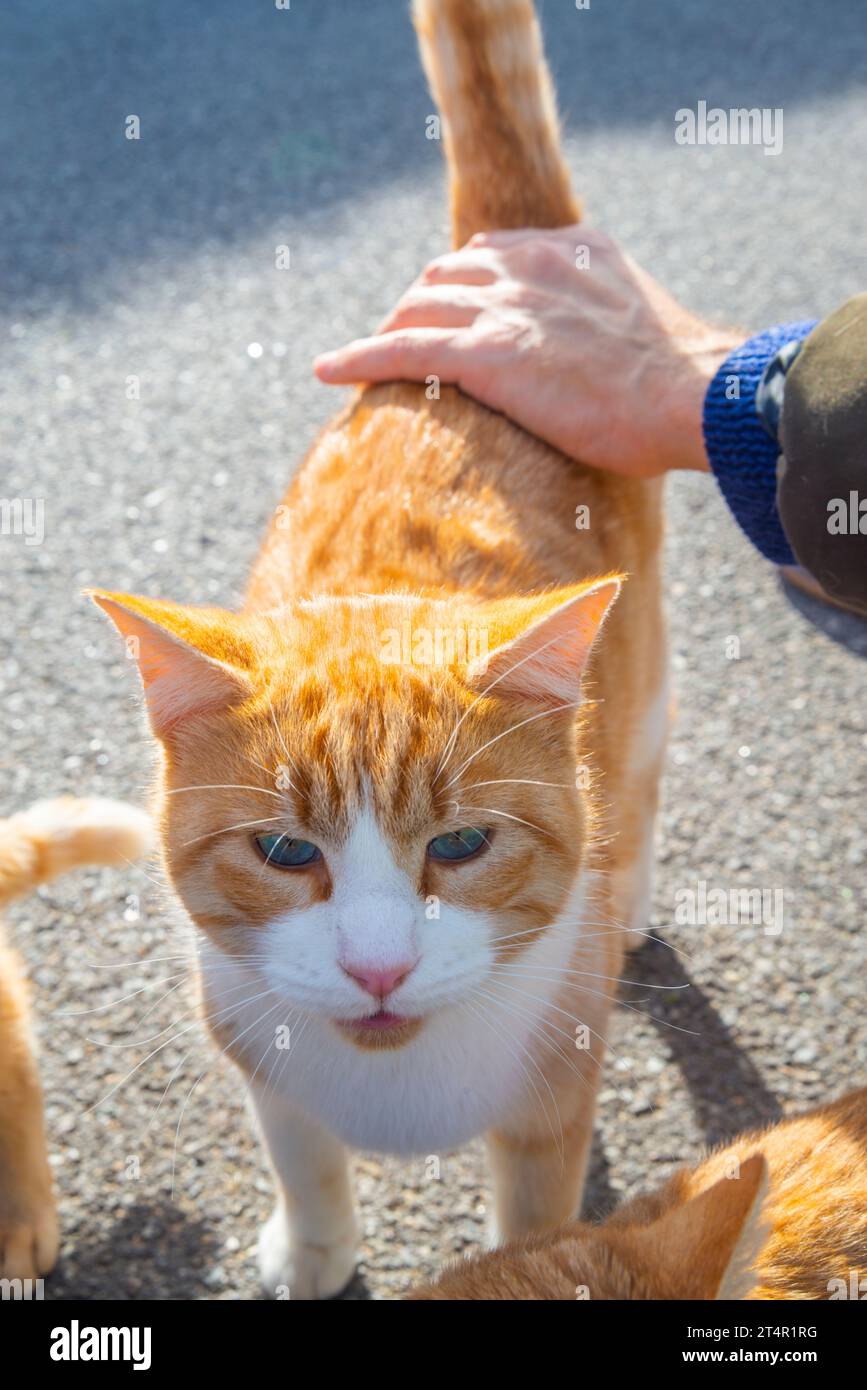Hand stroking a tabby and white cat Stock Photo - Alamy
