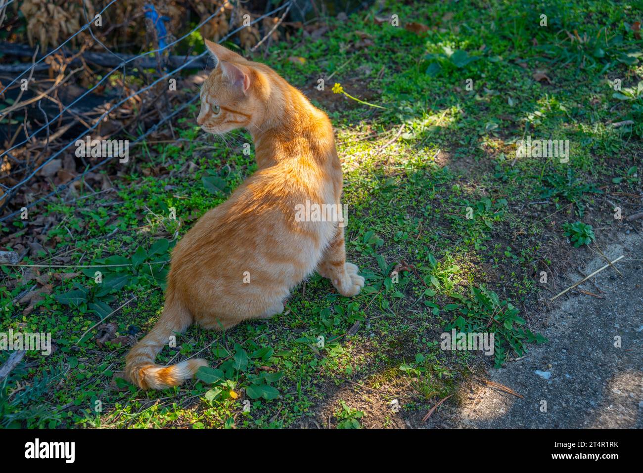 Orange tabby cat in the countryside Stock Photo - Alamy