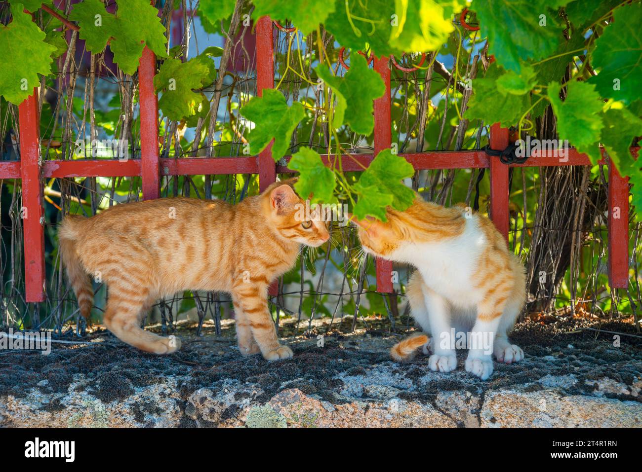 Dos animales hi-res stock photography and images - Alamy