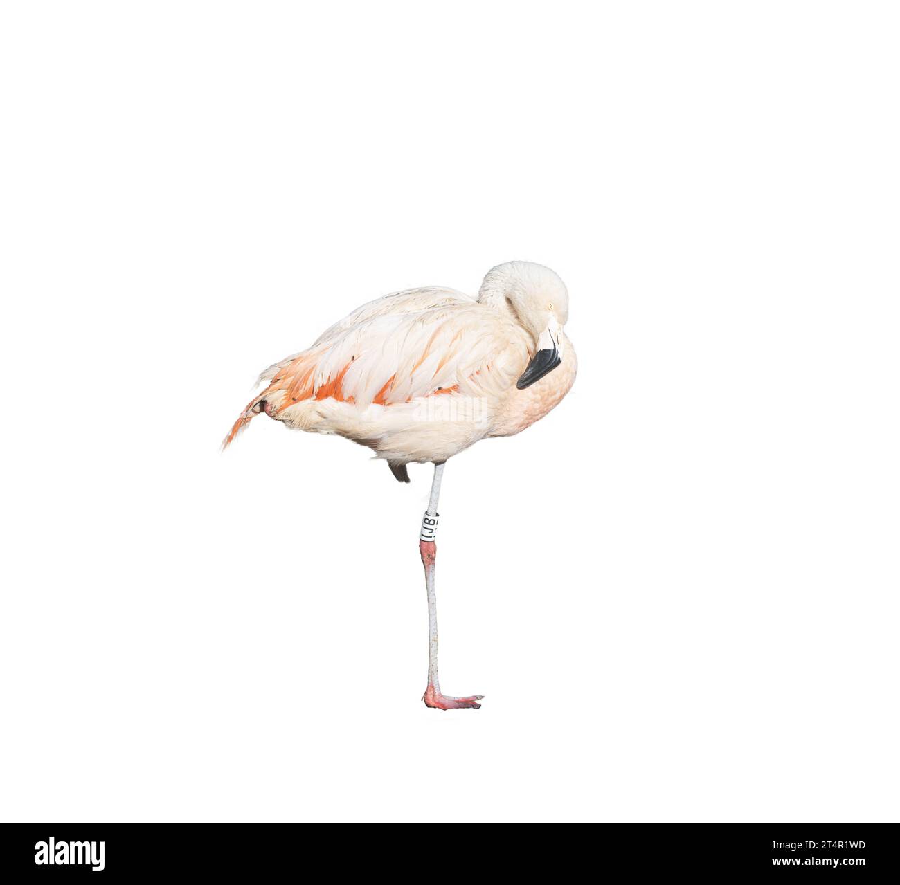 European pink flamingo on a transparent background Stock Photo - Alamy