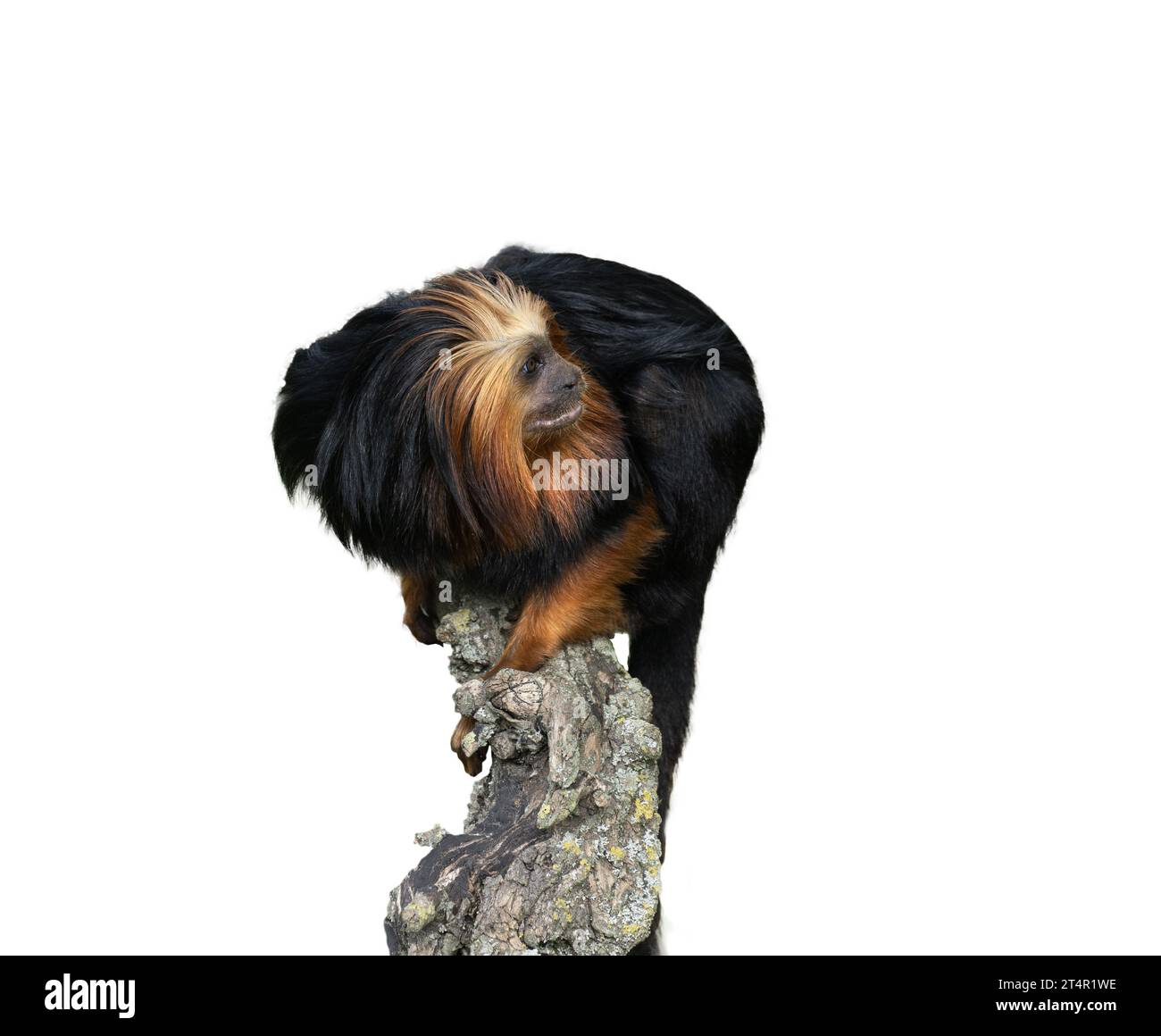 Leontopithecus chrysomelas - Golden-headed Leontopithecus on a ...