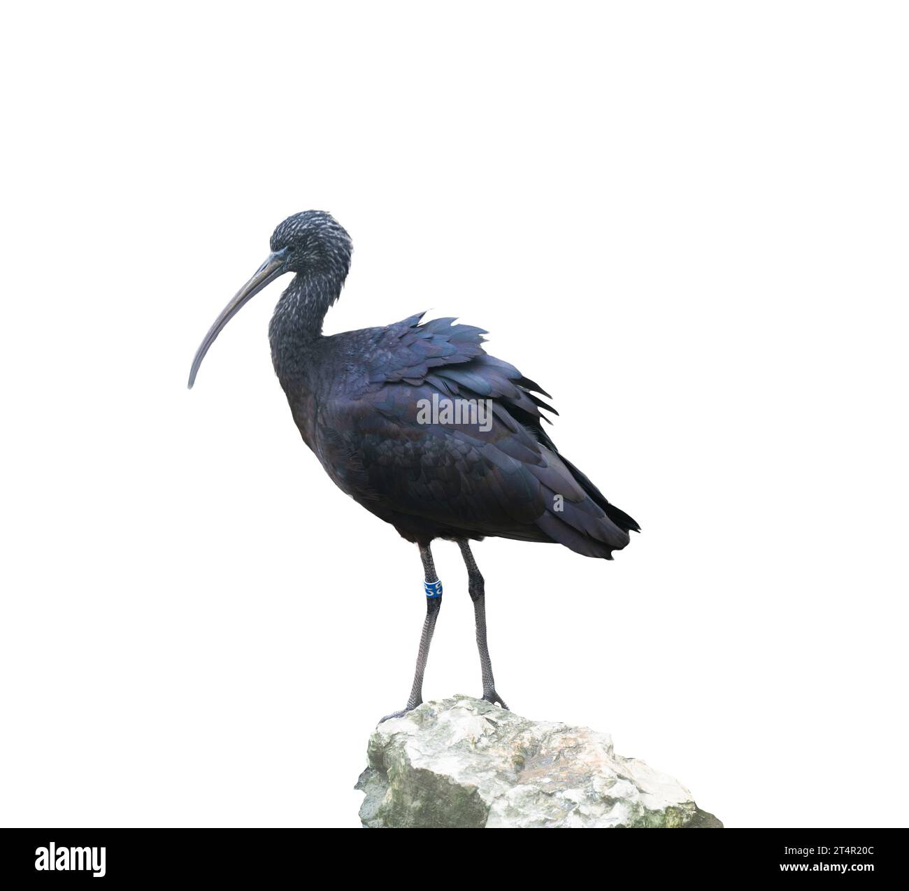 Glossy Ibis - Plegadis Falcinellus on a transparent background Stock ...