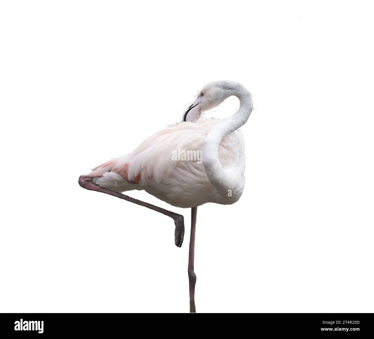 European pink flamingo on a transparent background Stock Photo - Alamy