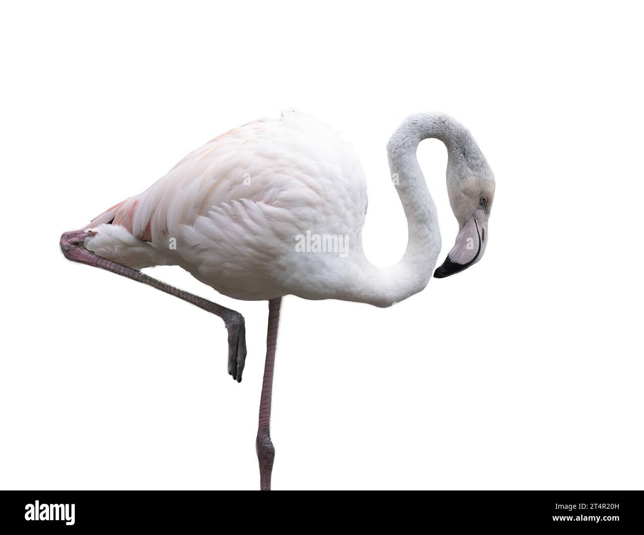 European pink flamingo on a transparent background Stock Photo - Alamy