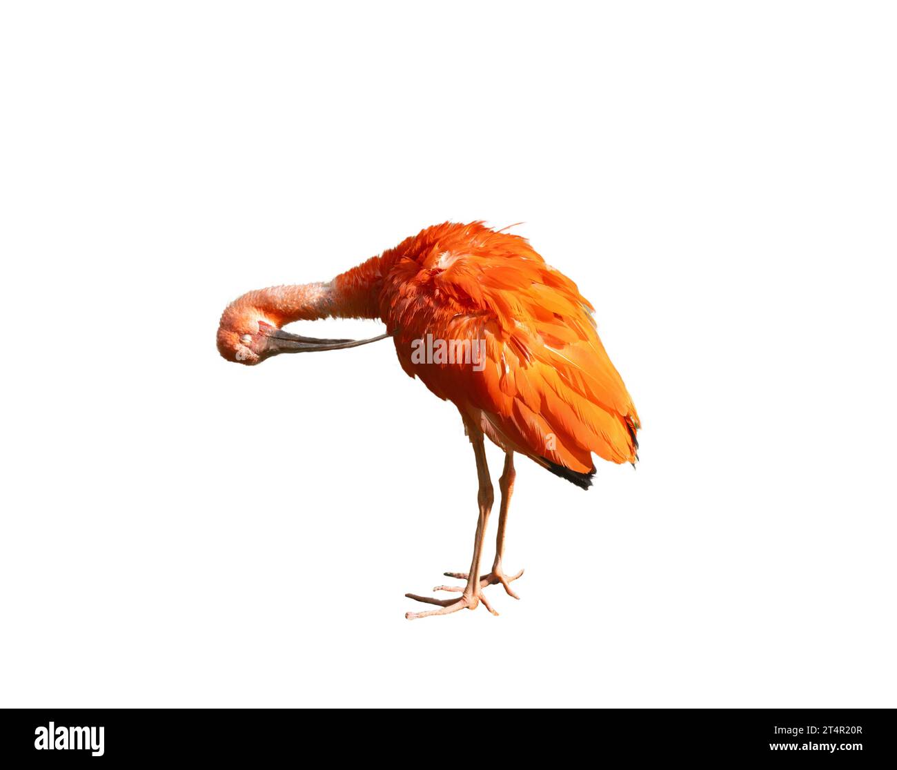 Red ibis bird vivid Cut Out Stock Images & Pictures - Alamy