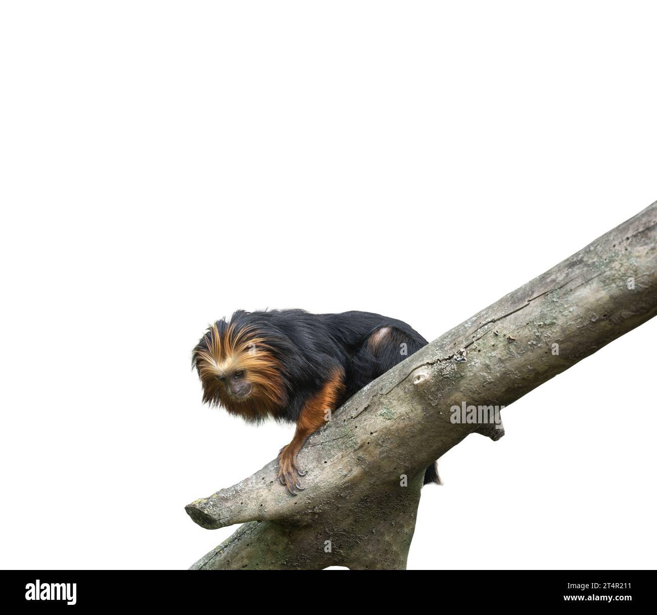 Leontopithecus chrysomelas - Golden-headed Leontopithecus on a ...