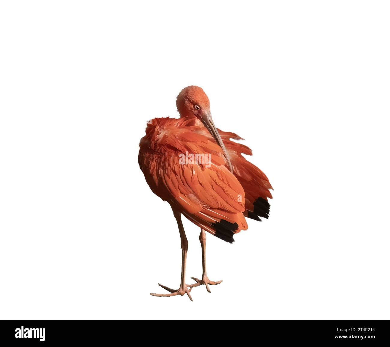 Red ibis bird vivid Cut Out Stock Images & Pictures - Alamy