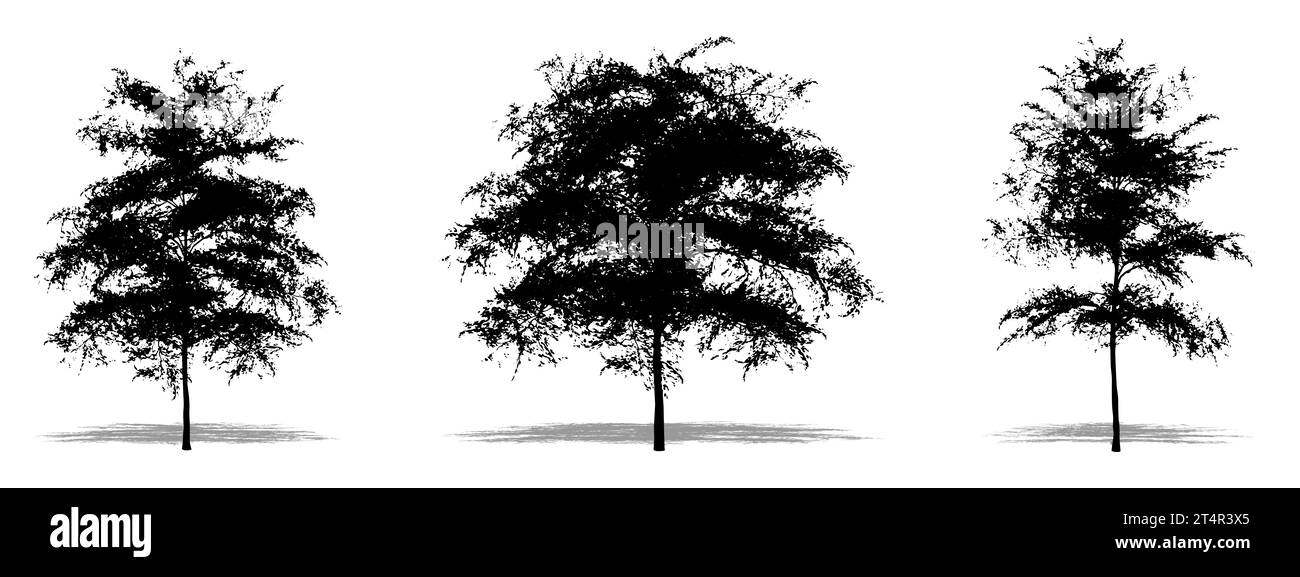 Set or collection of Japanese Maple trees as a black silhouette on ...