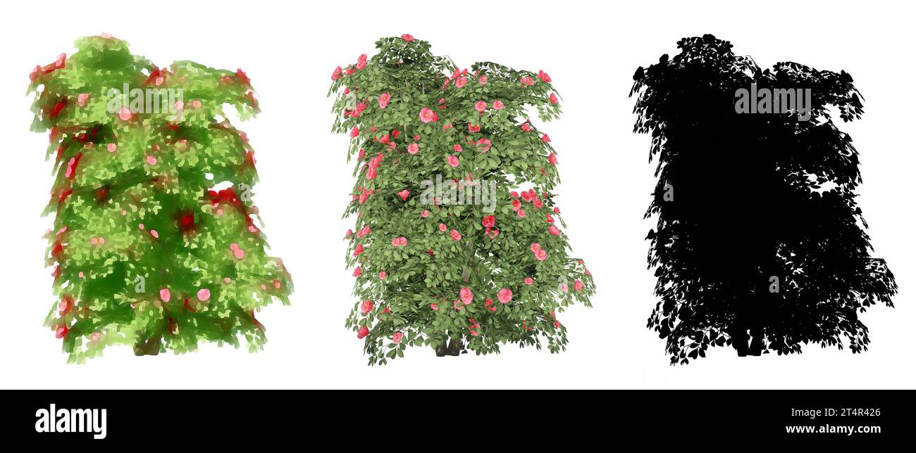 Set or collection of Japanese Camelia trees, painted, natural and as a ...