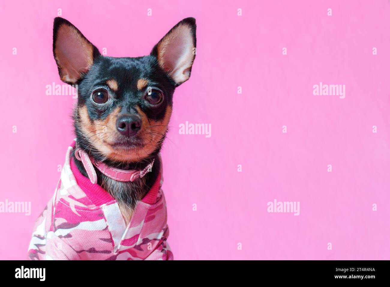 Cute black and tan female Chihuahua puppy dog in pink costume clothes ...