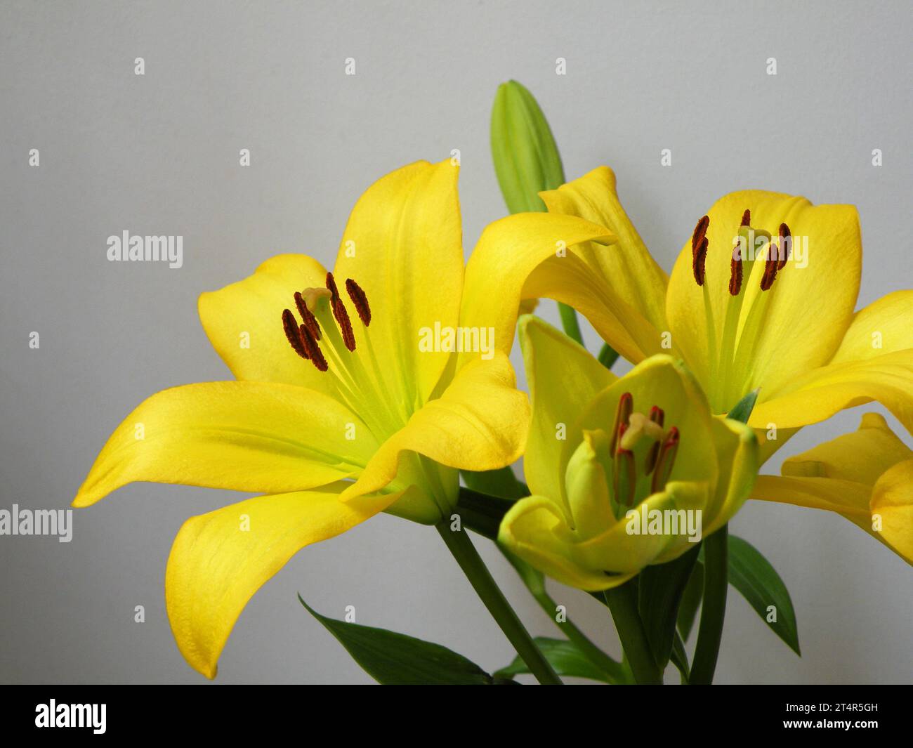 Very beautiful yellow lily hi-res stock photography and images - Alamy