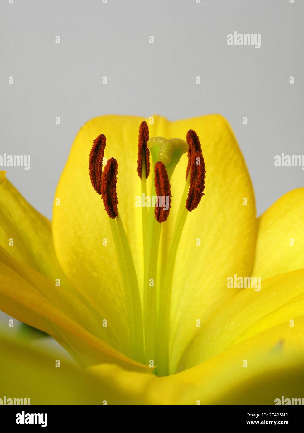 Pistil and pollen of yellow lily Stock Photo - Alamy