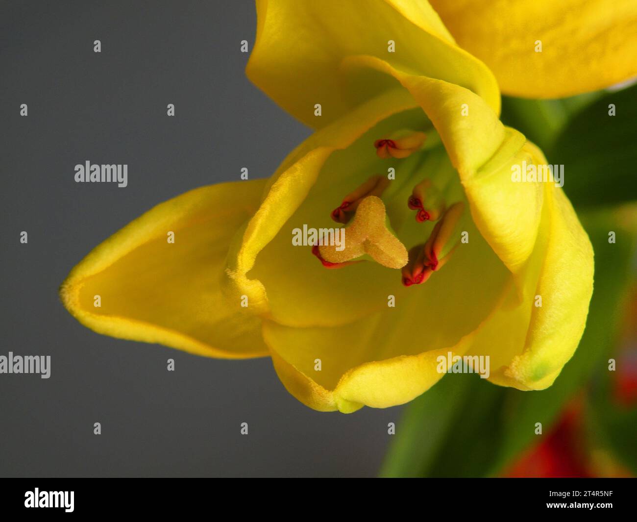 Beautiful open yellow flower hi-res stock photography and images - Alamy