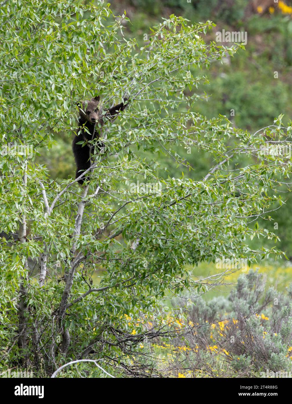 Grizzly cub in tree hi-res stock photography and images - Alamy