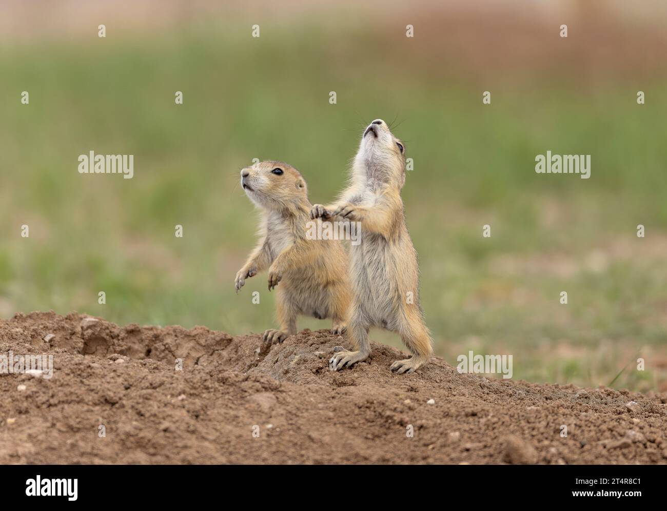 black-tailed prairie dog and mate Stock Photo - Alamy
