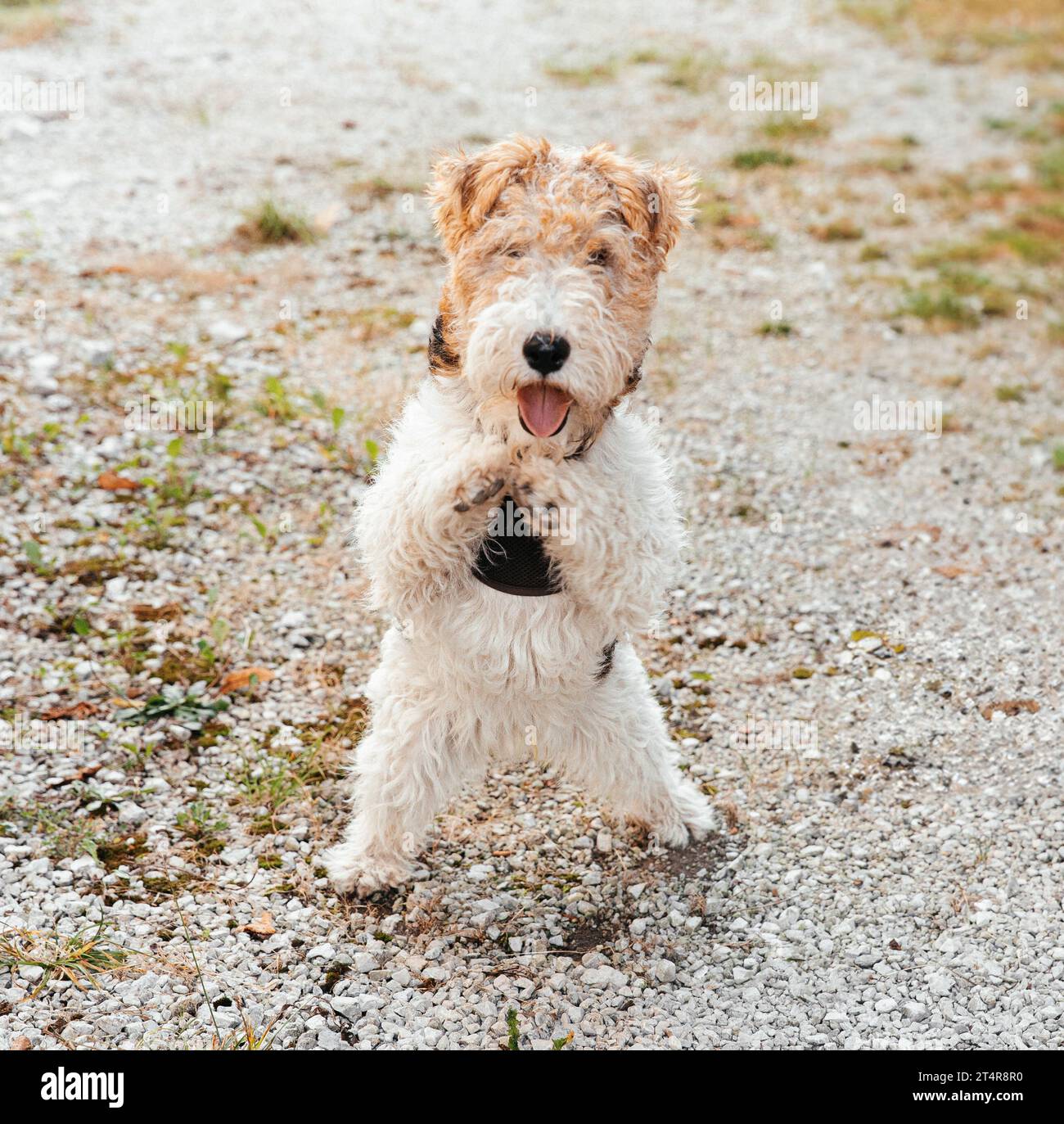 Energetic Fox Terrier's Daylight Stroll: Home and Open Clearing Create ...