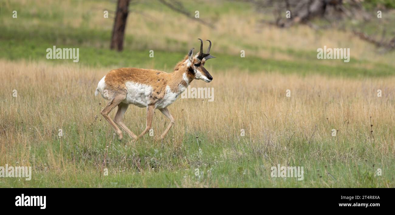 Pronghorn antelope on north american hi-res stock photography and ...