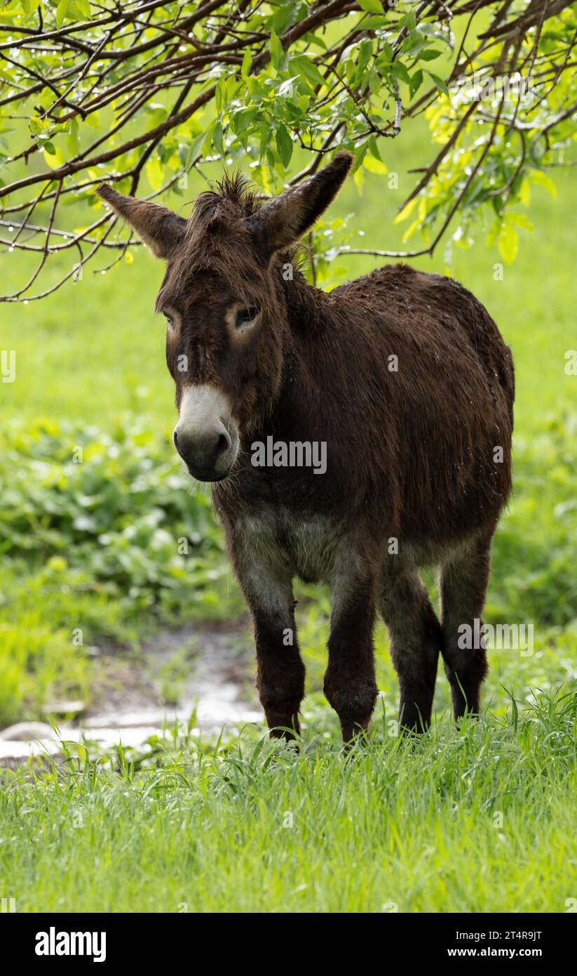 Donkey under tree hi-res stock photography and images - Alamy