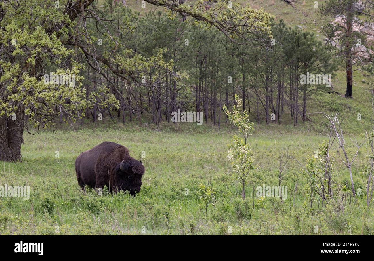 Bison in open meadow with grass and trees Stock Photo - Alamy