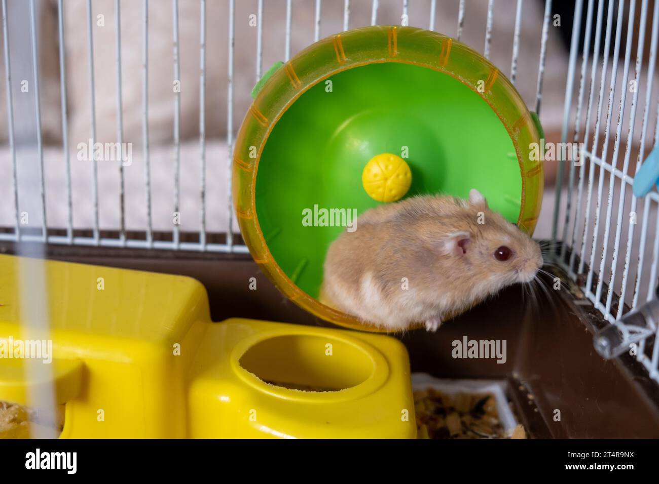 A cute hamster runs in a wheel. The concept of running in a circle ...